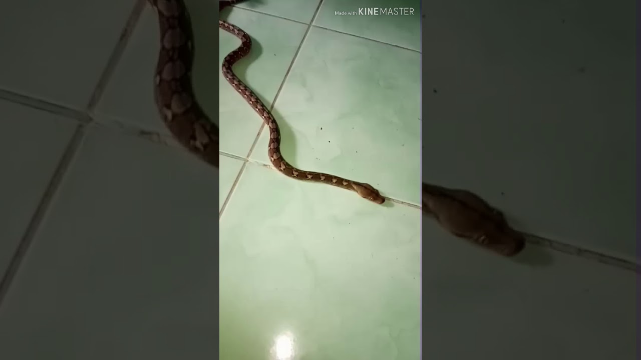 bayi ular sanca masuk rumah - YouTube