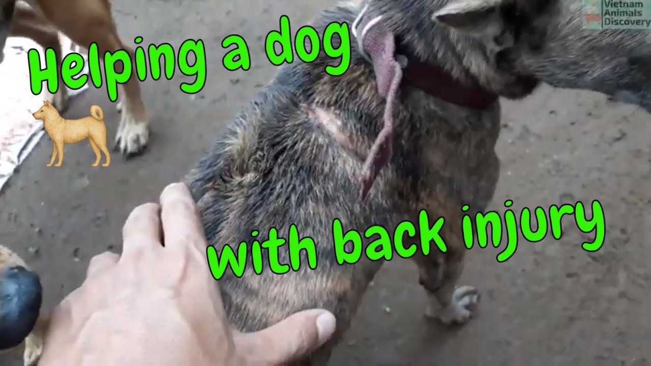 Helping a poor dog with back injury 🐕 - YouTube