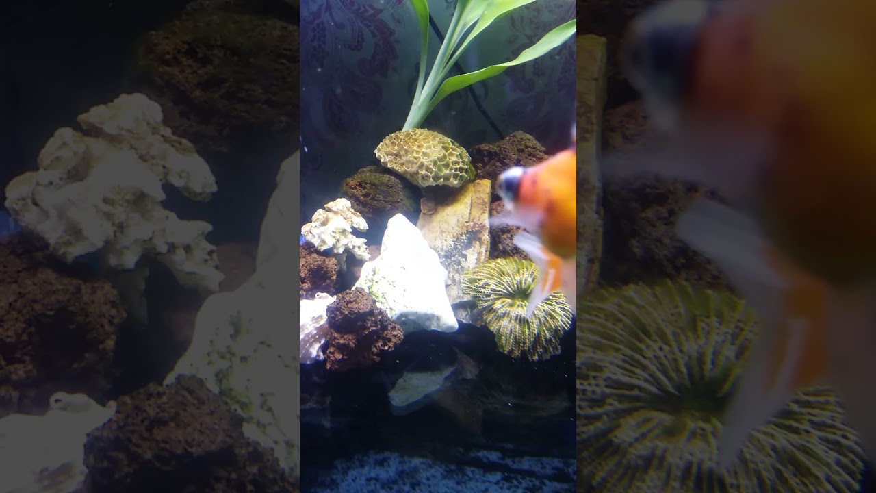 Beautiful Koki Fish in Aquarium #shorts - YouTube