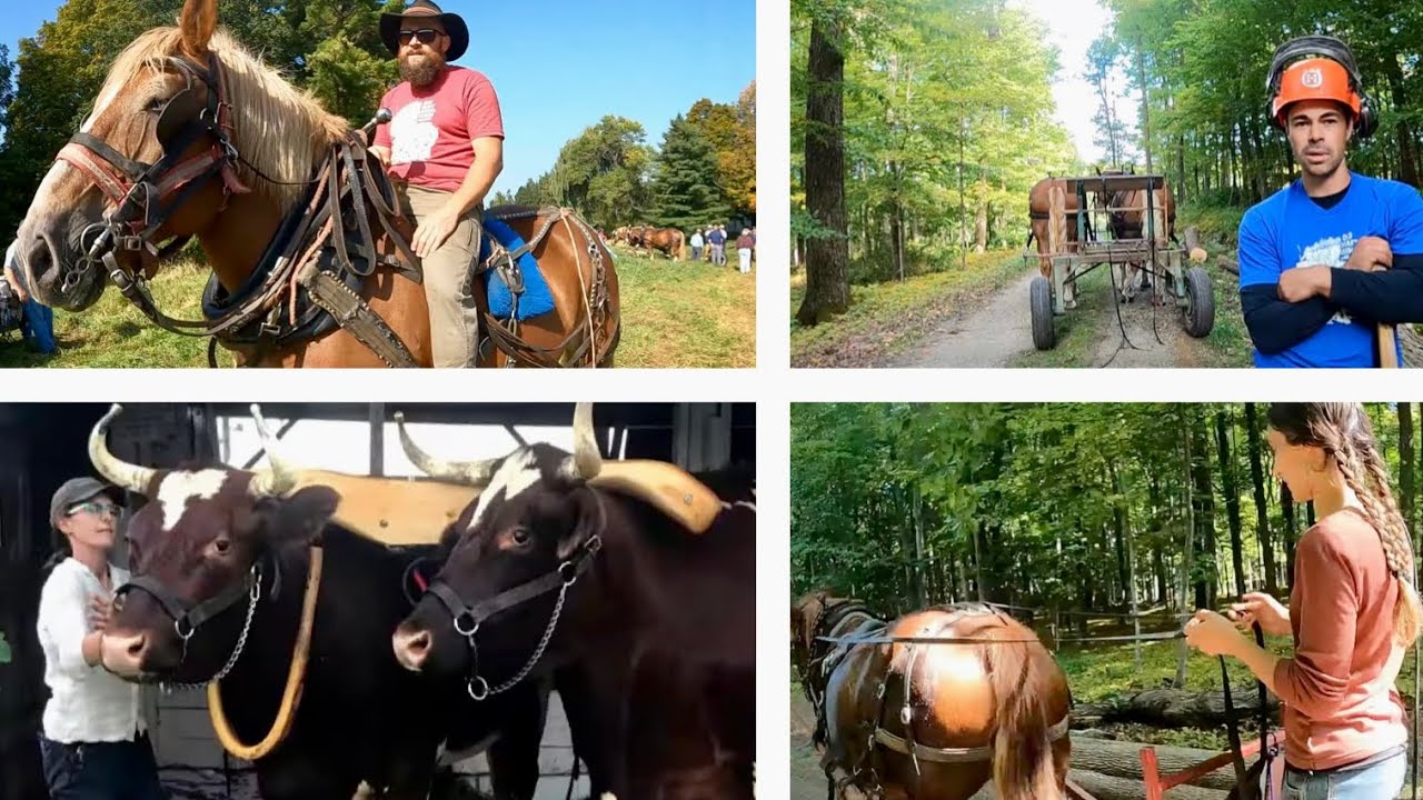 WHY & HOW People Start Working with Draft Animals // Interviews with ...