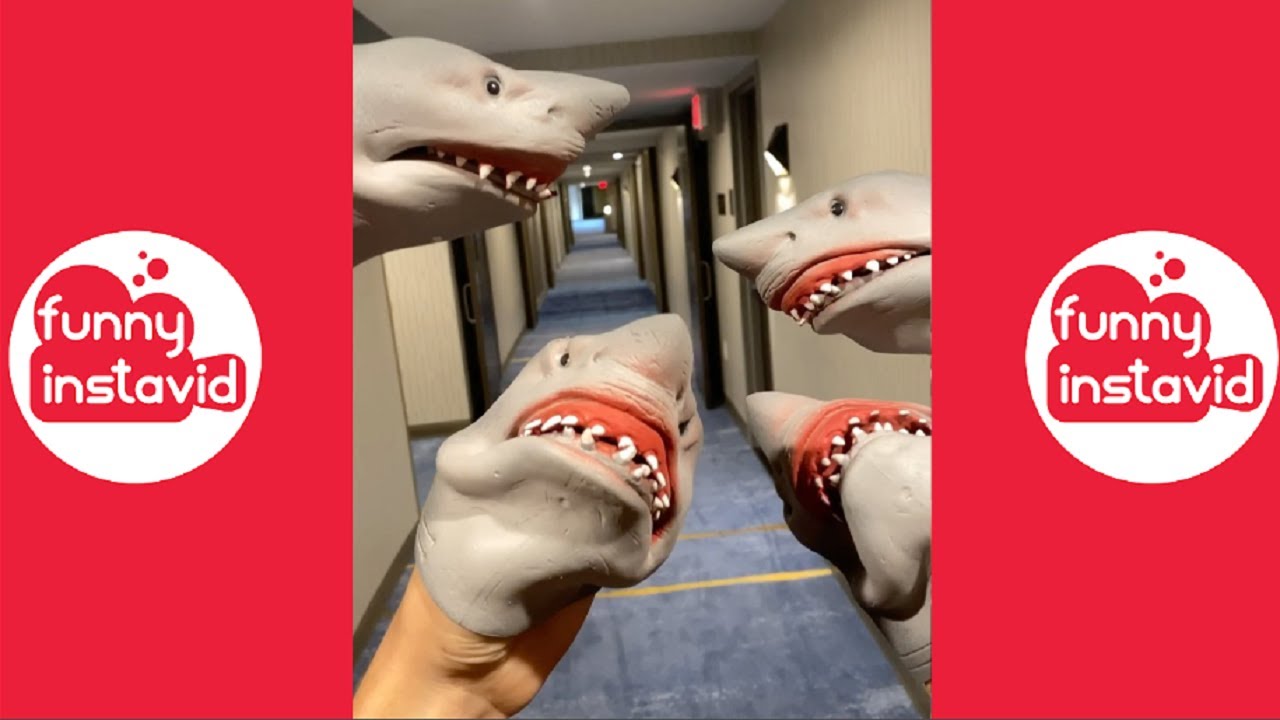 Shark Puppet Instagram Videos 2020 | Shark Puppet Videos Compilation (W ...