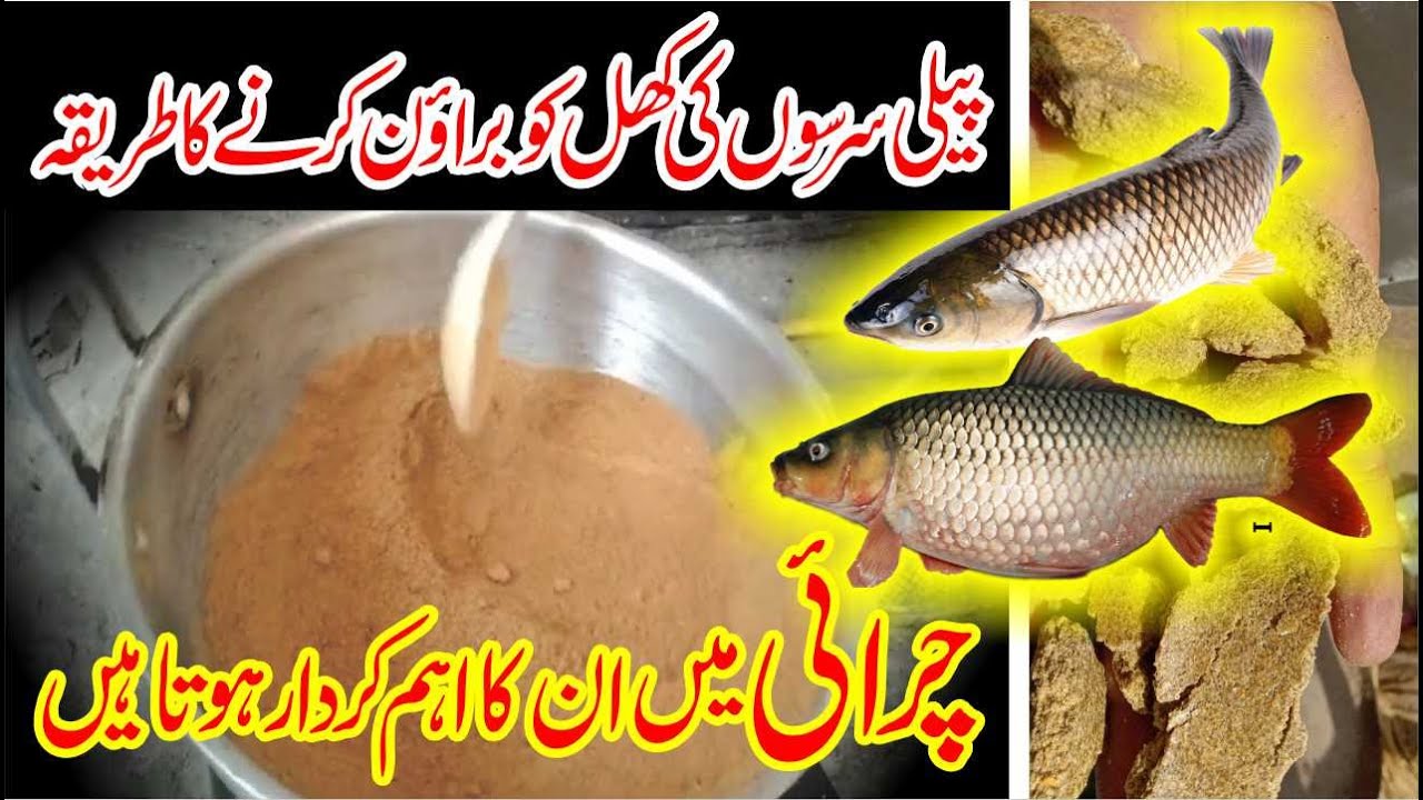 Sarso ke Khal Ko Brown Karni Ka Tariqa | Village Fish Catching - YouTube