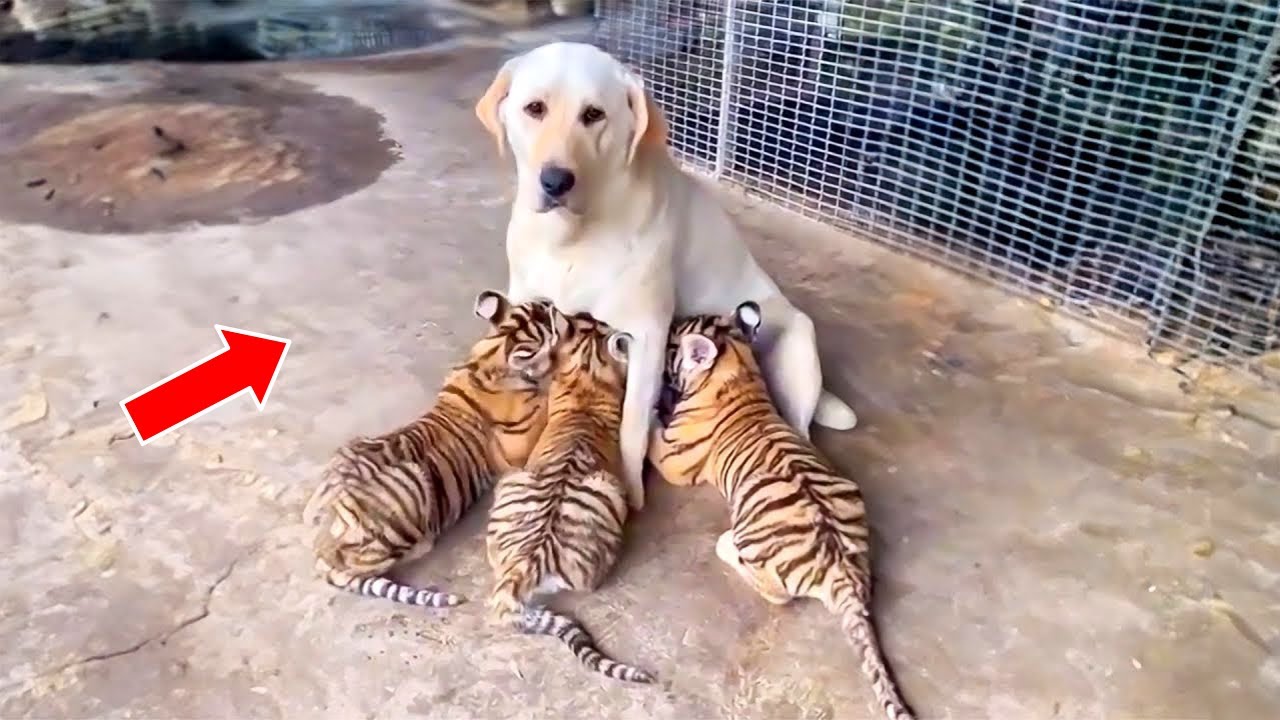 The dog raised three tiger cubs, years later something happened that ...
