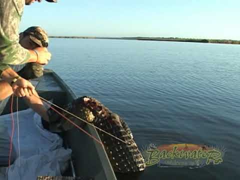 Backwater Outdoors Radio: Lake Jesup Gator Hunt Part 3 - YouTube