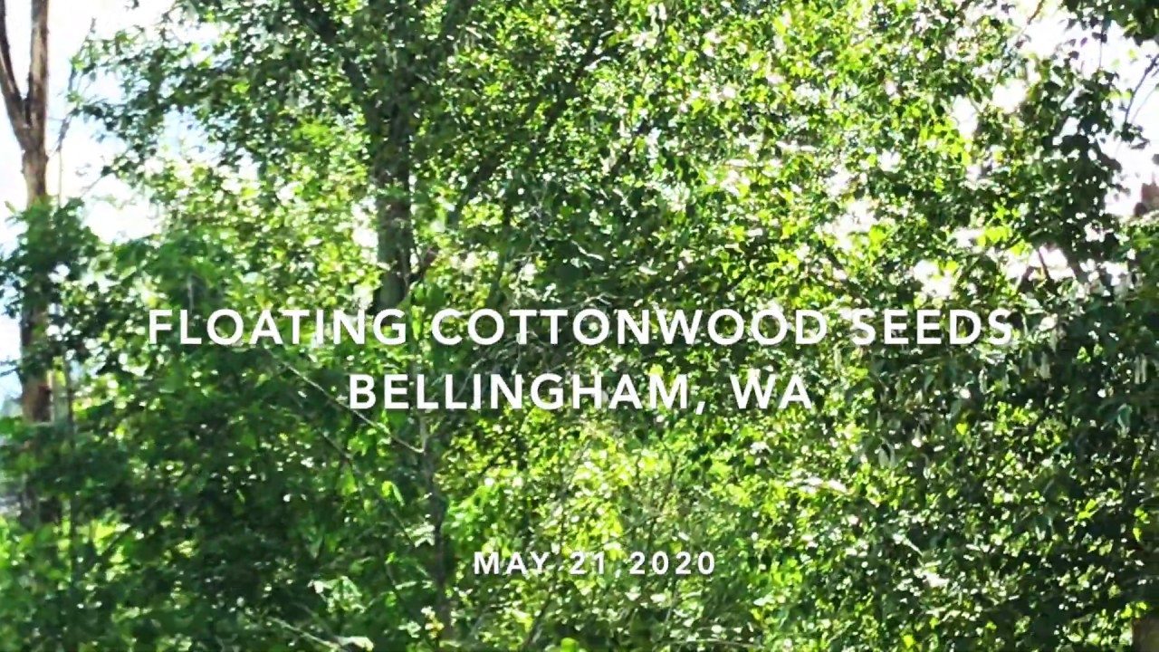 Floating Cottonwood Seeds - YouTube
