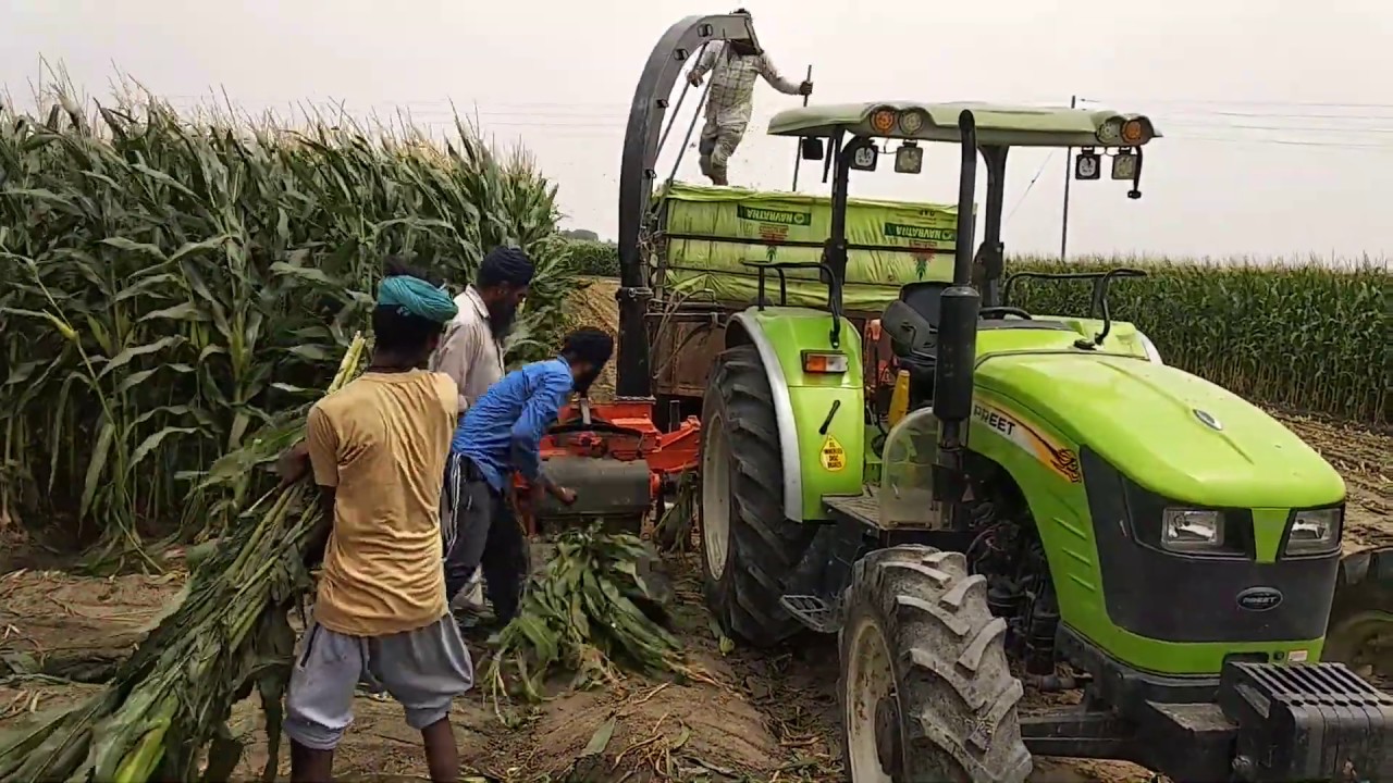 Makki Da Achar || Agriculture Quality Silage Process || पशुओ के लिए ...