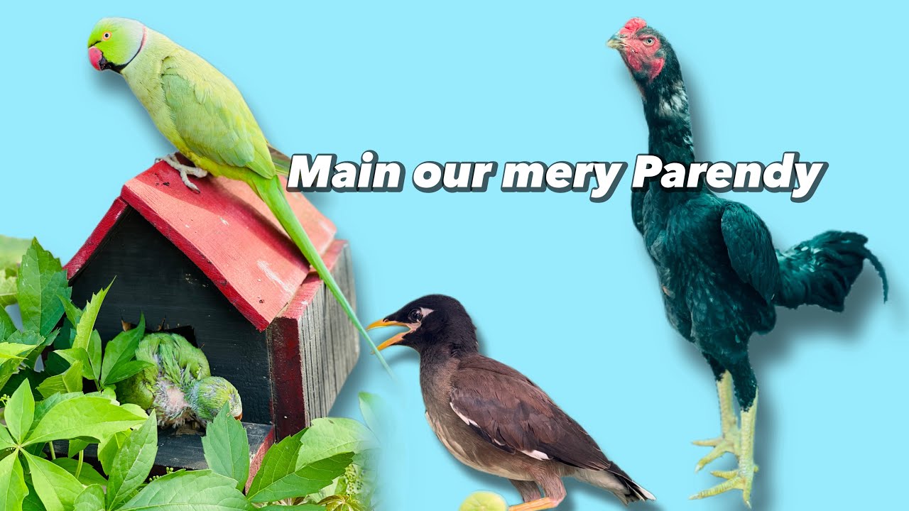 Parrot our Maina ki dosti🐦‍⬛🦜#birds #parrot #vlog - YouTube