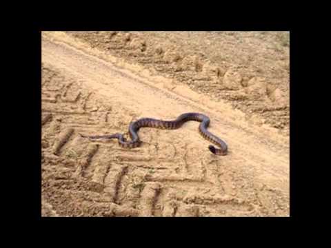 Black-headed Python, sunbathing on dirt road, Moranbah, Central ...