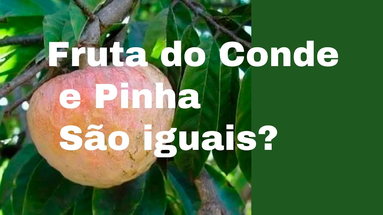 É certo dizer que Fruta do Conde, Pinha, Ata são a mesma fruta? Conheça ...