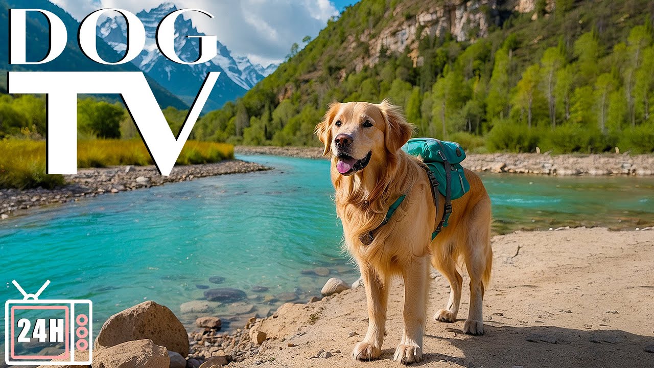 Dog TV for Dogs - 24 Hours of Adventure Walk Video for Dogs! Video for ...