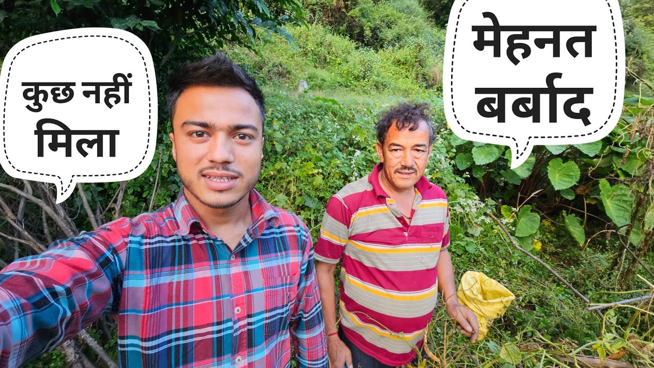 पापा जी के साथ किया खेत में काम ।। नुकसान हो गया ।। Pahadi Lifestyle ...