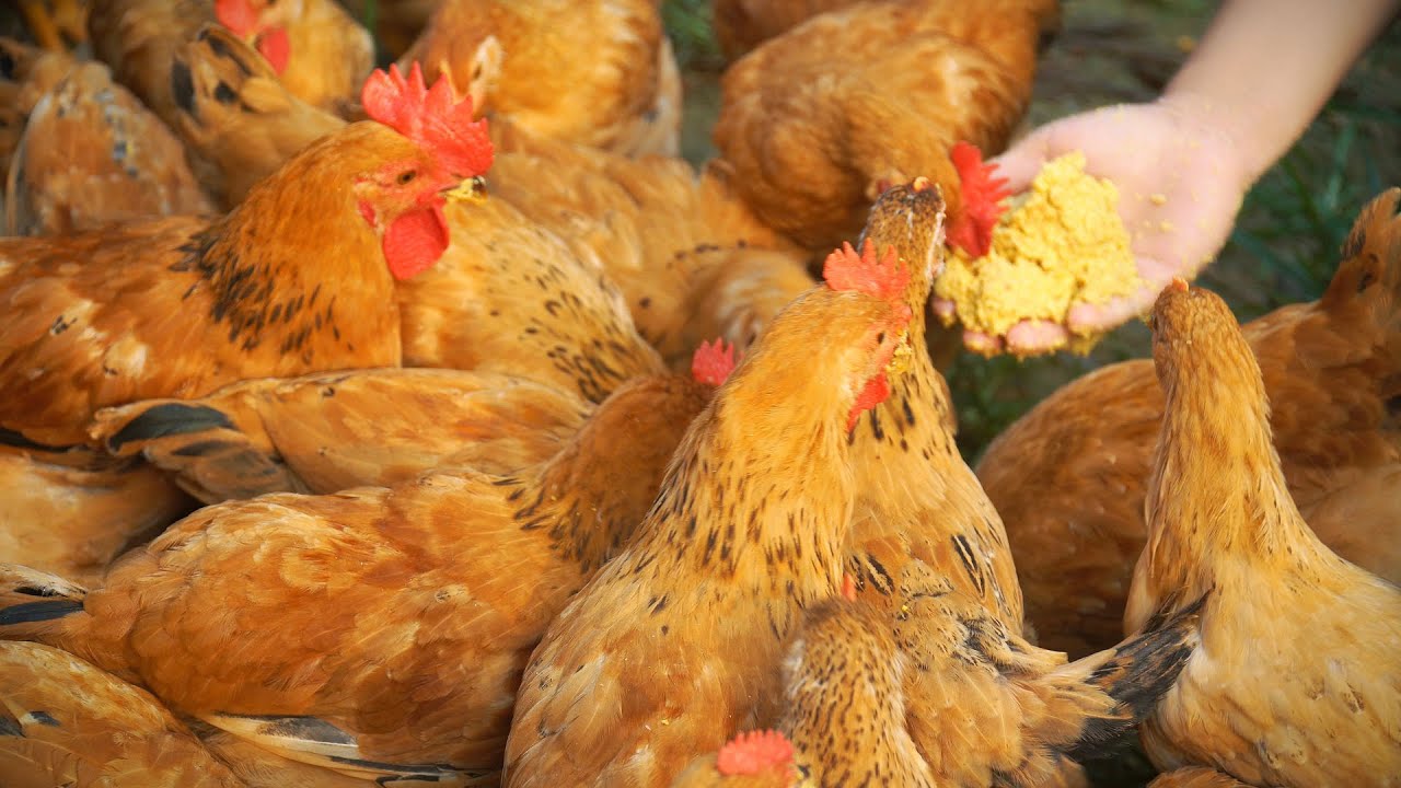 Raising 1000 Chickens - how to take care of 60 day-old Chicks - YouTube