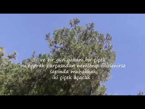 NAZIM HİKMET RAN - BEN SENDEN ÖNCE ÖLMEK İSTERİM...