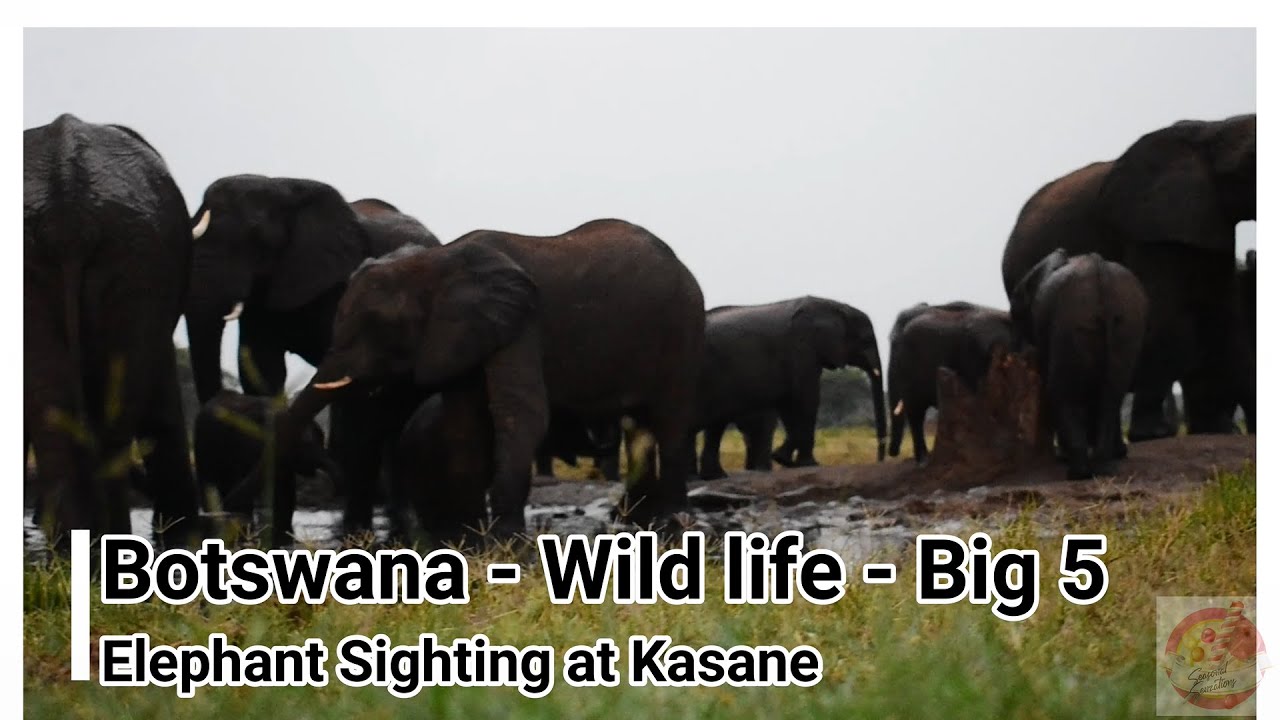 Botswana Wild life - Moremi Game Drive, Maun - Elephant Safari - YouTube