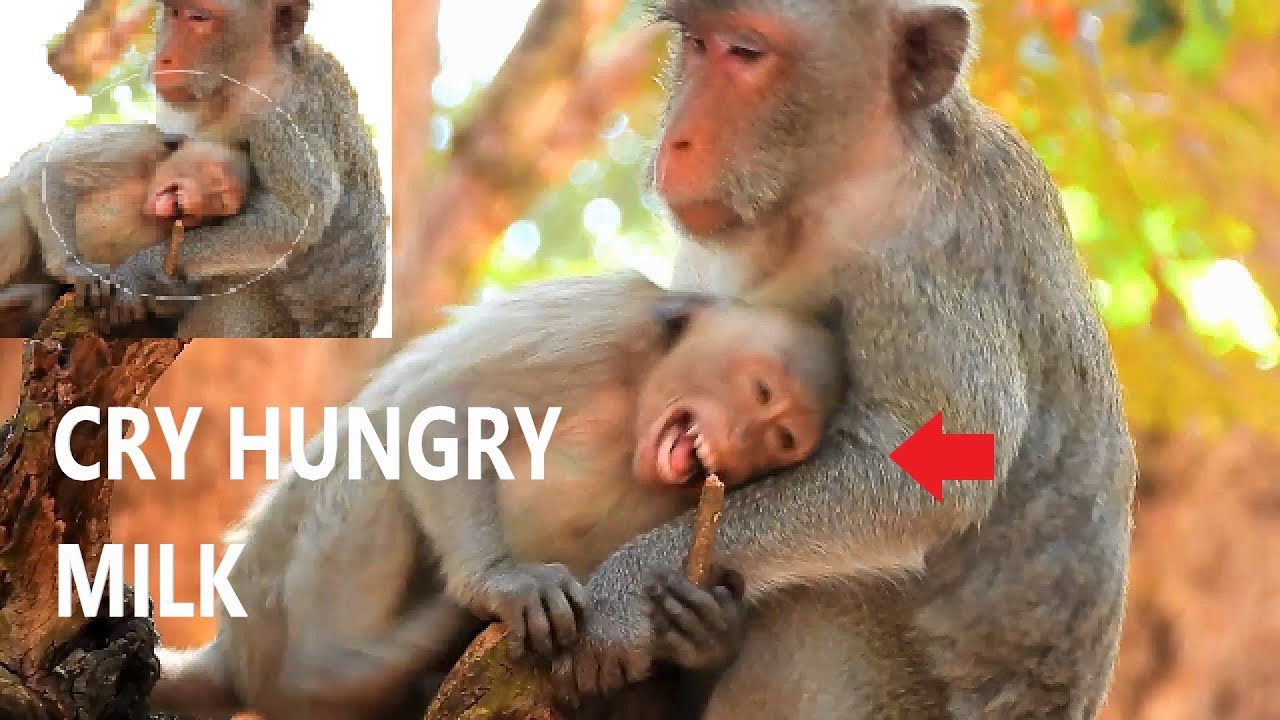 NO MILK NOT FEEDING , JANET CRY SOUND LOUDLY ANGRY MOM JANE STOP MILK ...