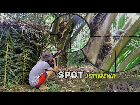 BERBURU TUPAI DI SPOT ISTIMEWA - YouTube