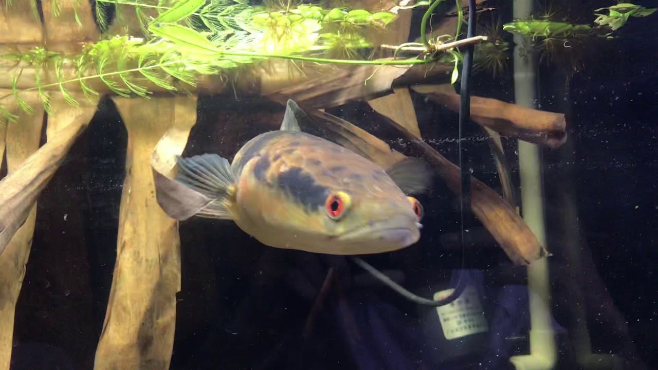 Channa marulioides red barito - Lóc vẩy rồng đỏ - YouTube