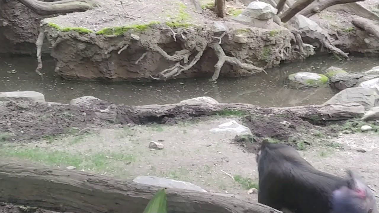 Baboons chilling at the Bronx Zoo - YouTube