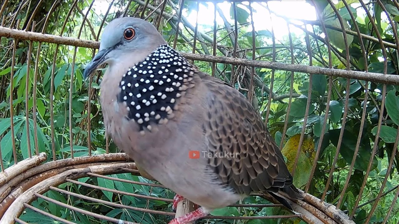 burung tekukur baru belajar bunyi / burung tekukur 176 - YouTube