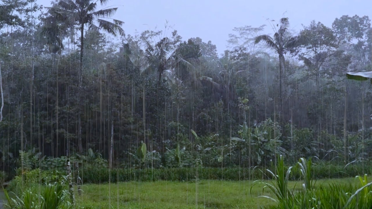 Rain and Thunder Sounds in Forest - Rain Sounds for Sleeping, Rain Sounds, Sleep Sounds - YouTube