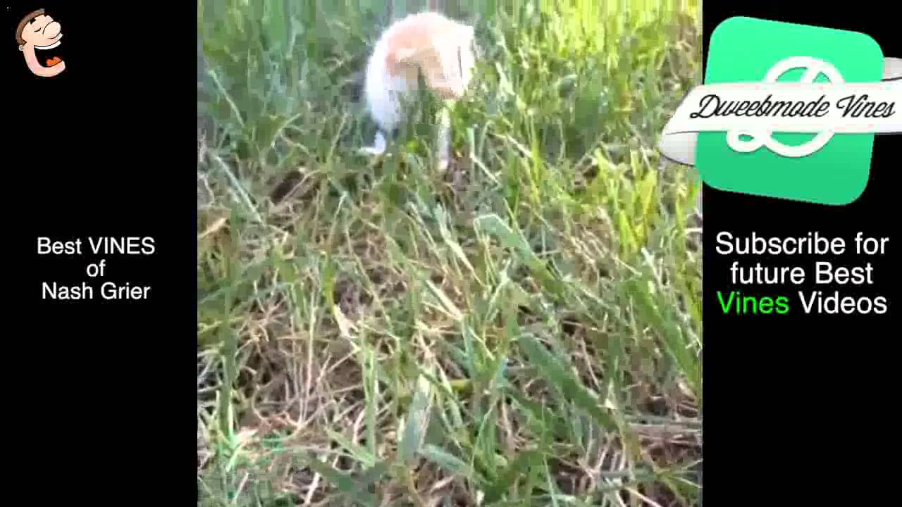 Best Best Vines | Funny Vines Compilation June 2014, Vines Funny, The ...