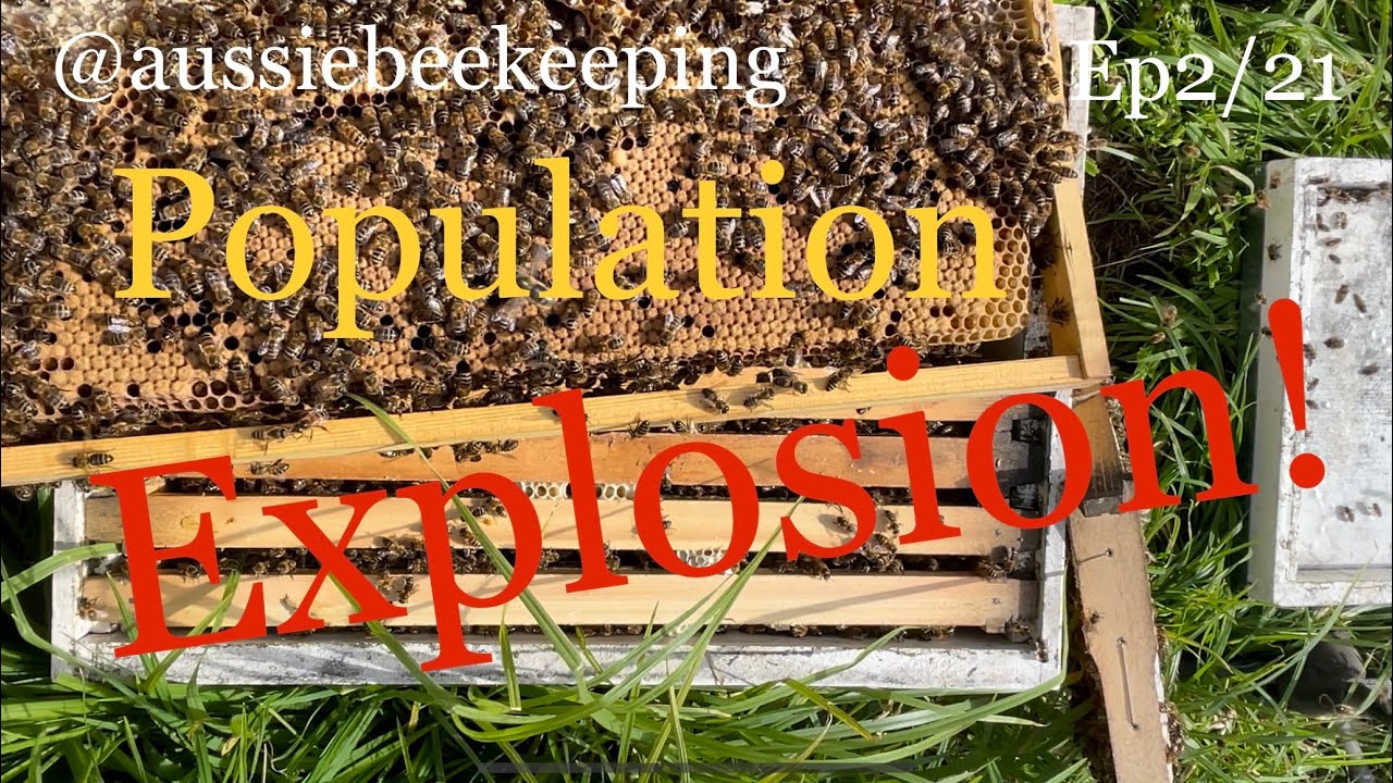 Aussie Bee Keeping - Population Explosion in Beehive - YouTube