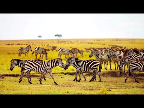 Wild animals 4k video collection | Volume -1