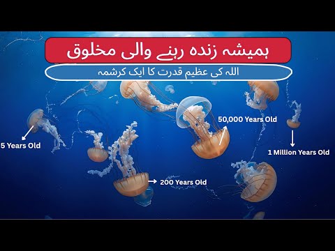 IMMORTAL jellyfish | Fish That Broke The Rules Of Death | Urdu/Hindi |