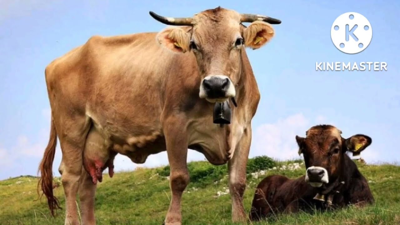 Suara Sapi // Sapi moo moo // Macam Macam Sapi // Sapi Lemu // Sapi ...