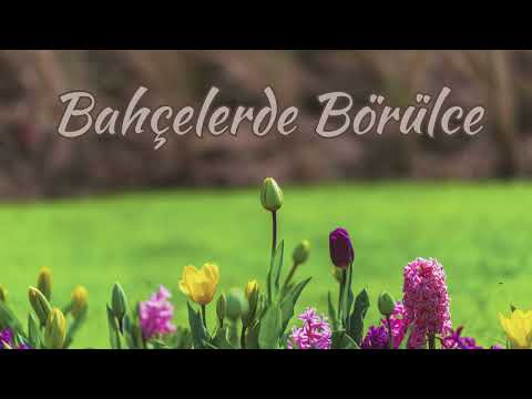 Anonim Türküler | Bahçelerde Börülce