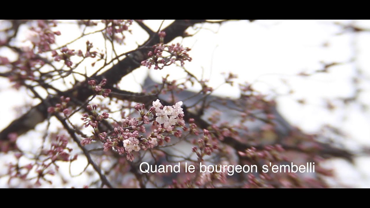 Haiku Sakura - YouTube