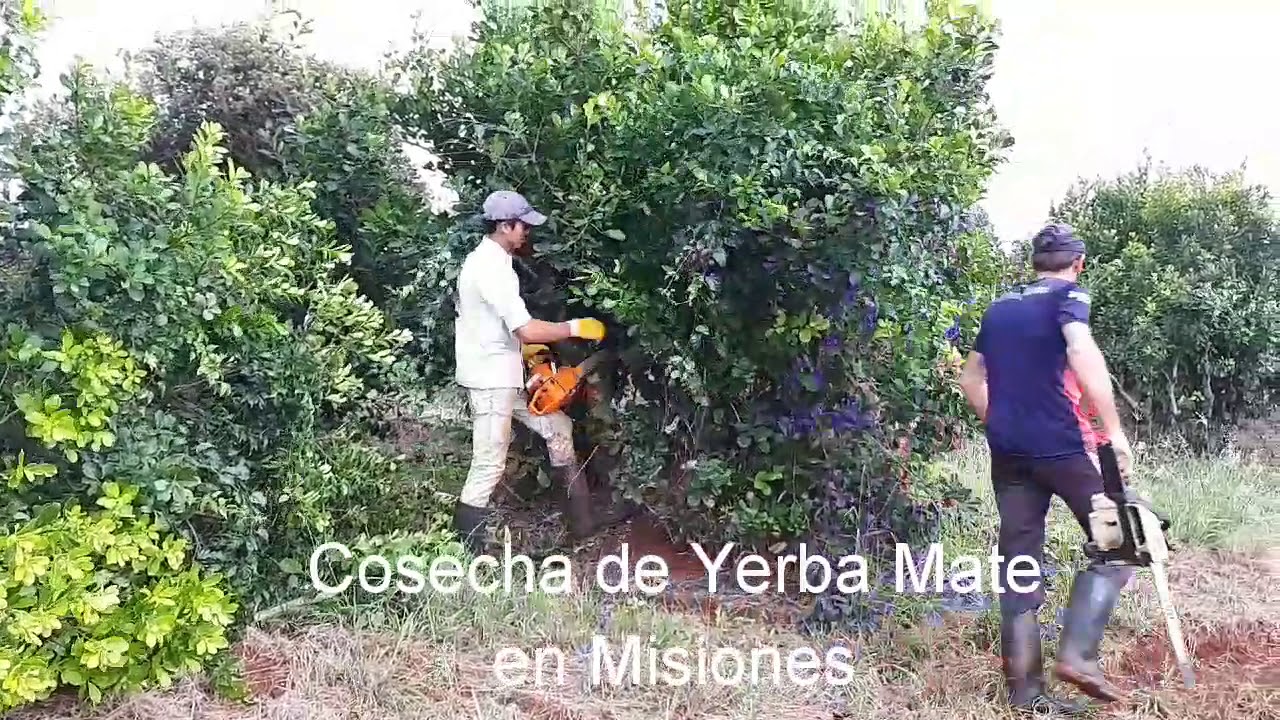 Cosecha de Yerba Mate en Misiones - YouTube