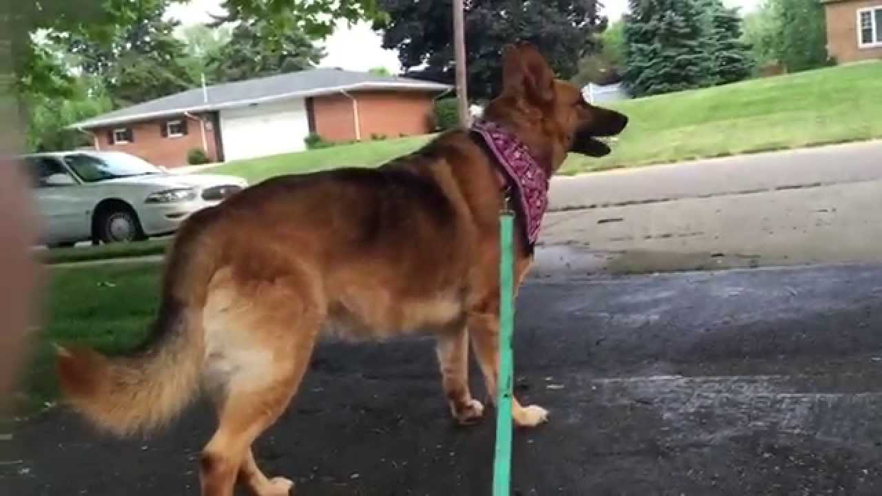 My beautiful German shepherd dog sheba posing - YouTube