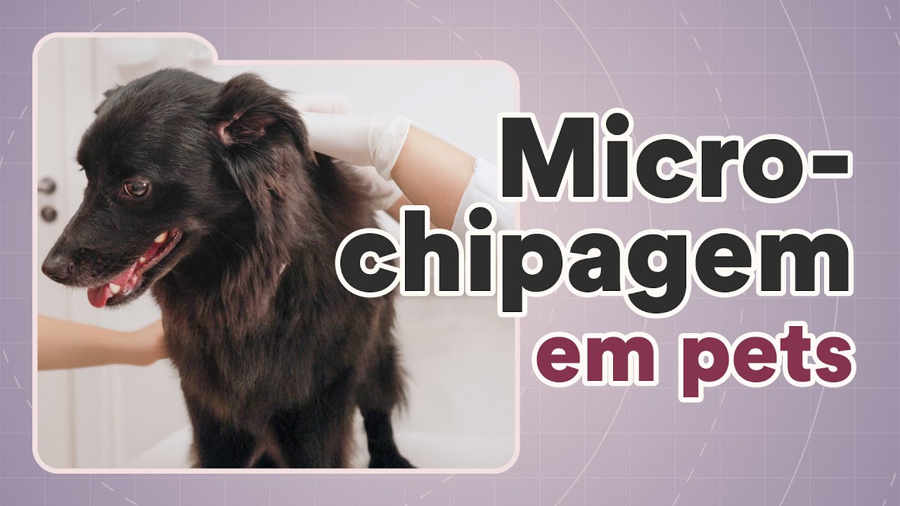 Microchipagem em pet | Petz TV Cuidados - YouTube