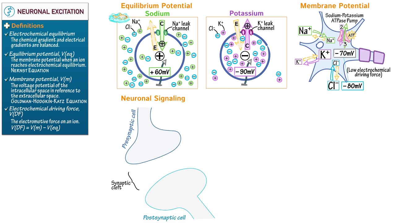 Neuronal Excitation - YouTube