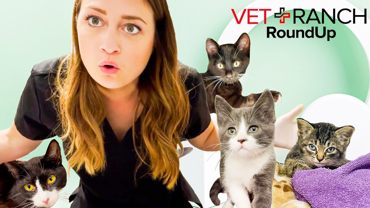 This was the HARDEST WEEK so far on VET RANCH ROUND UP! - YouTube