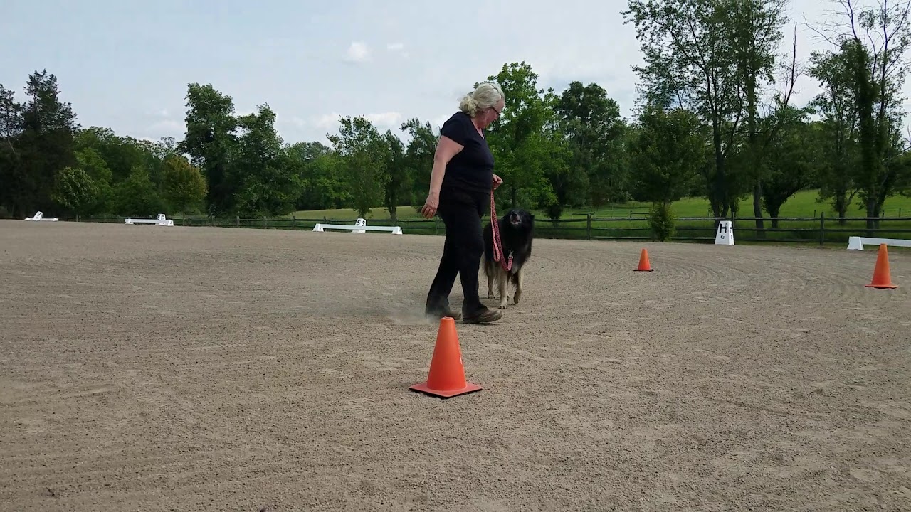 Rio Novice obedience trial 1 heeling 161044 - YouTube