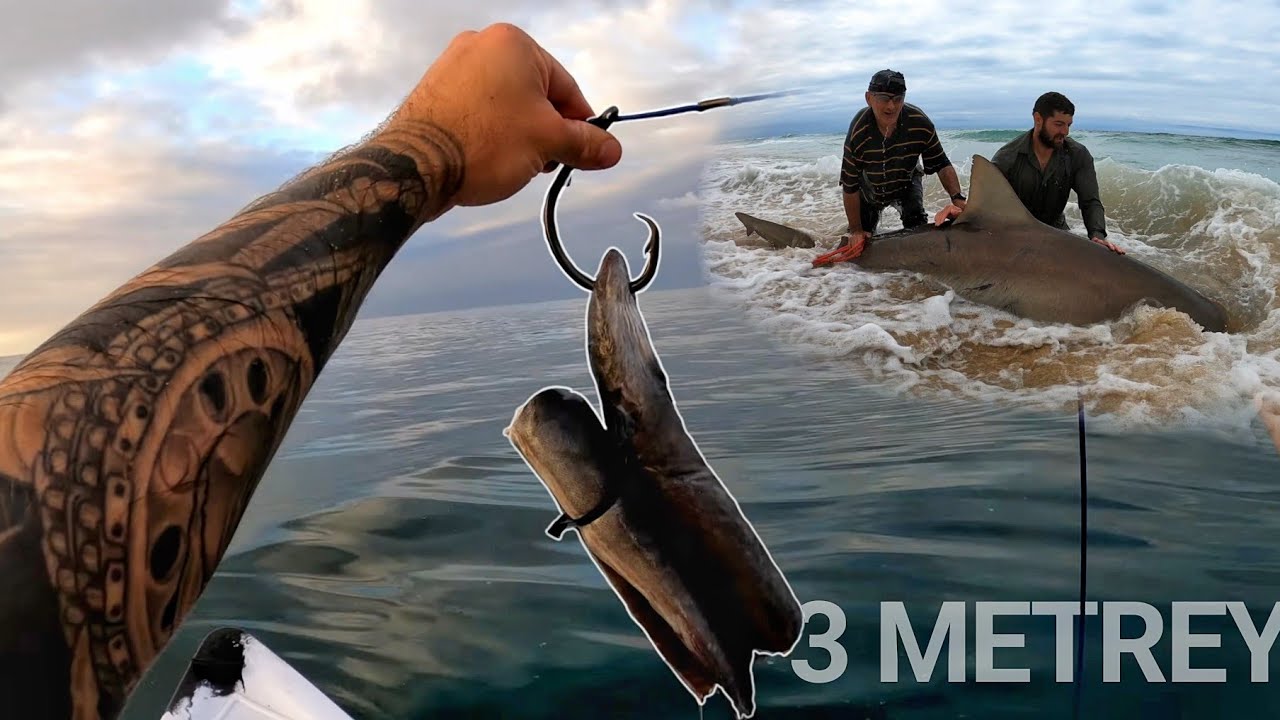 A Land Based Shark Fishing Video - Dad Catches A GIANT - YouTube