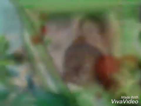 Beylaqan balasi Garay