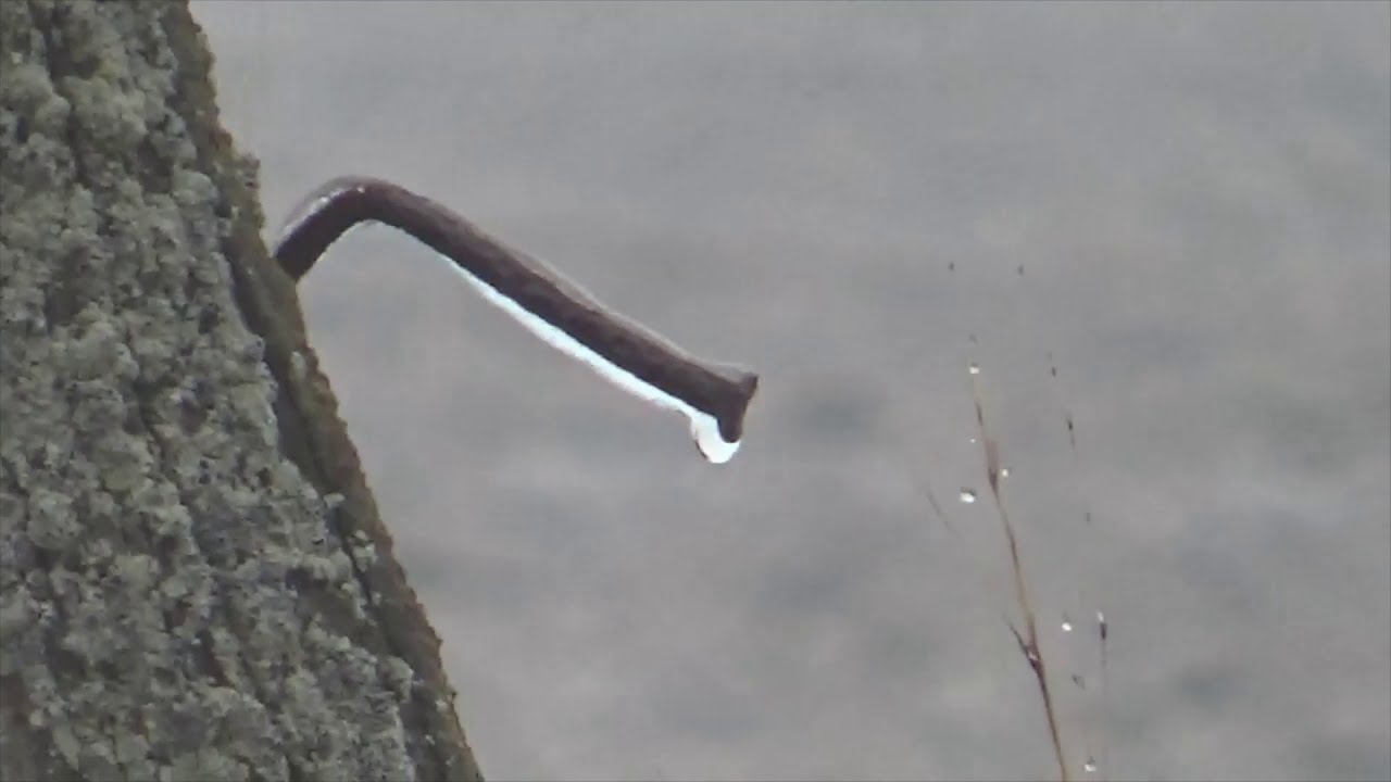 Birds Singing, Ice Melting - YouTube