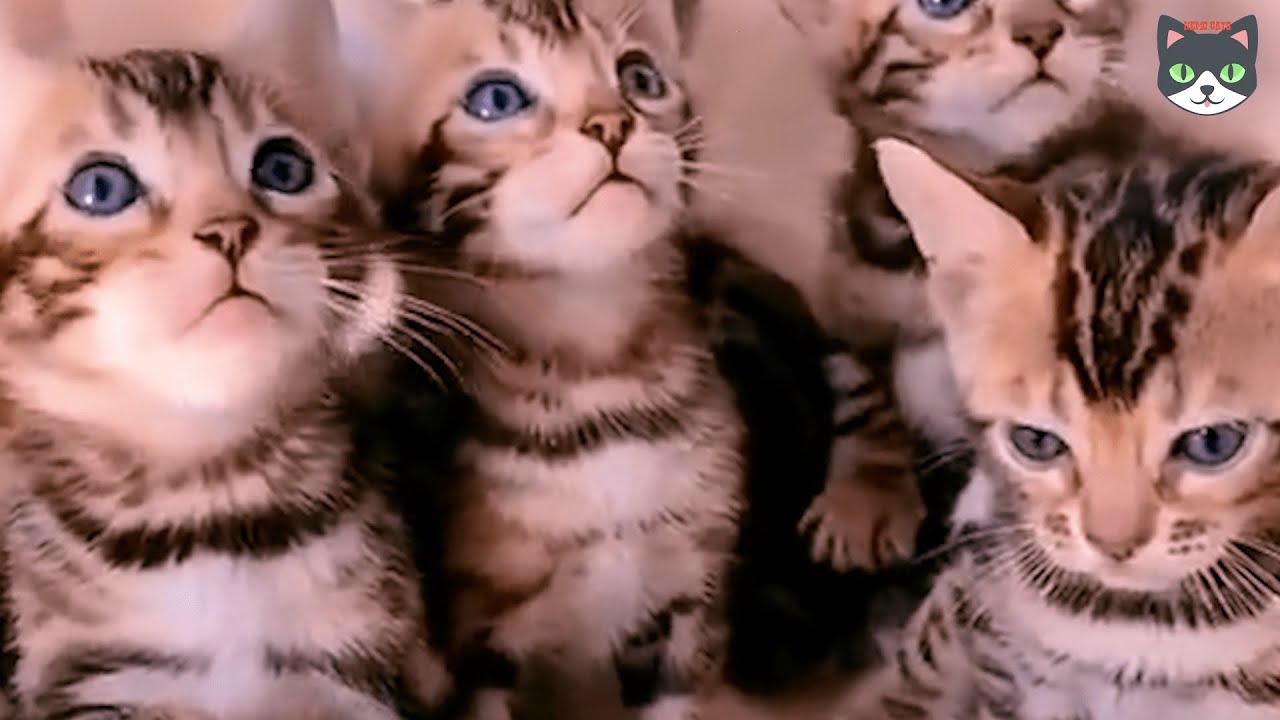 Funny Cats - Cute and Baby Cats Videos Compilation 1 - YouTube