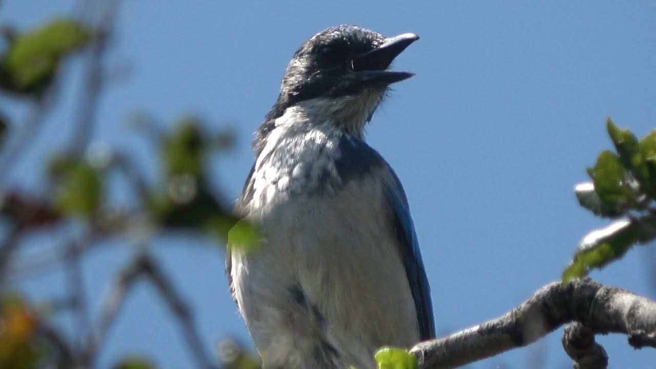Loud Call of California Scrub Jay - YouTube