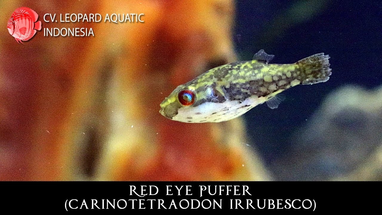 Carinotetraodon Irrubesco. The Dazzling Red Eye Puffer. (Leopard ...