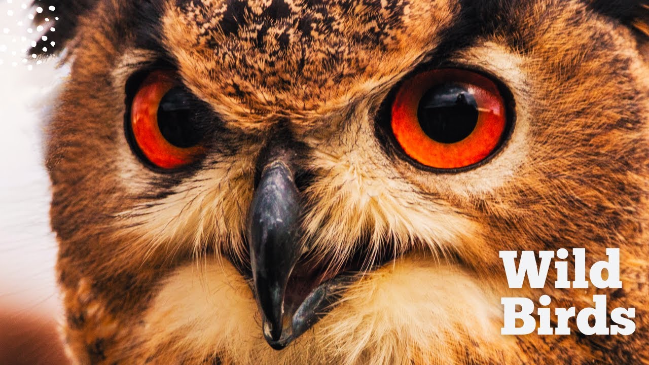 |Owl -tastic Adventures| Exploring the Enchanting World of Owls!" ||4k ...