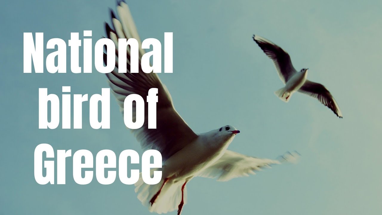 what is the national bird of Greece? #18 - YouTube