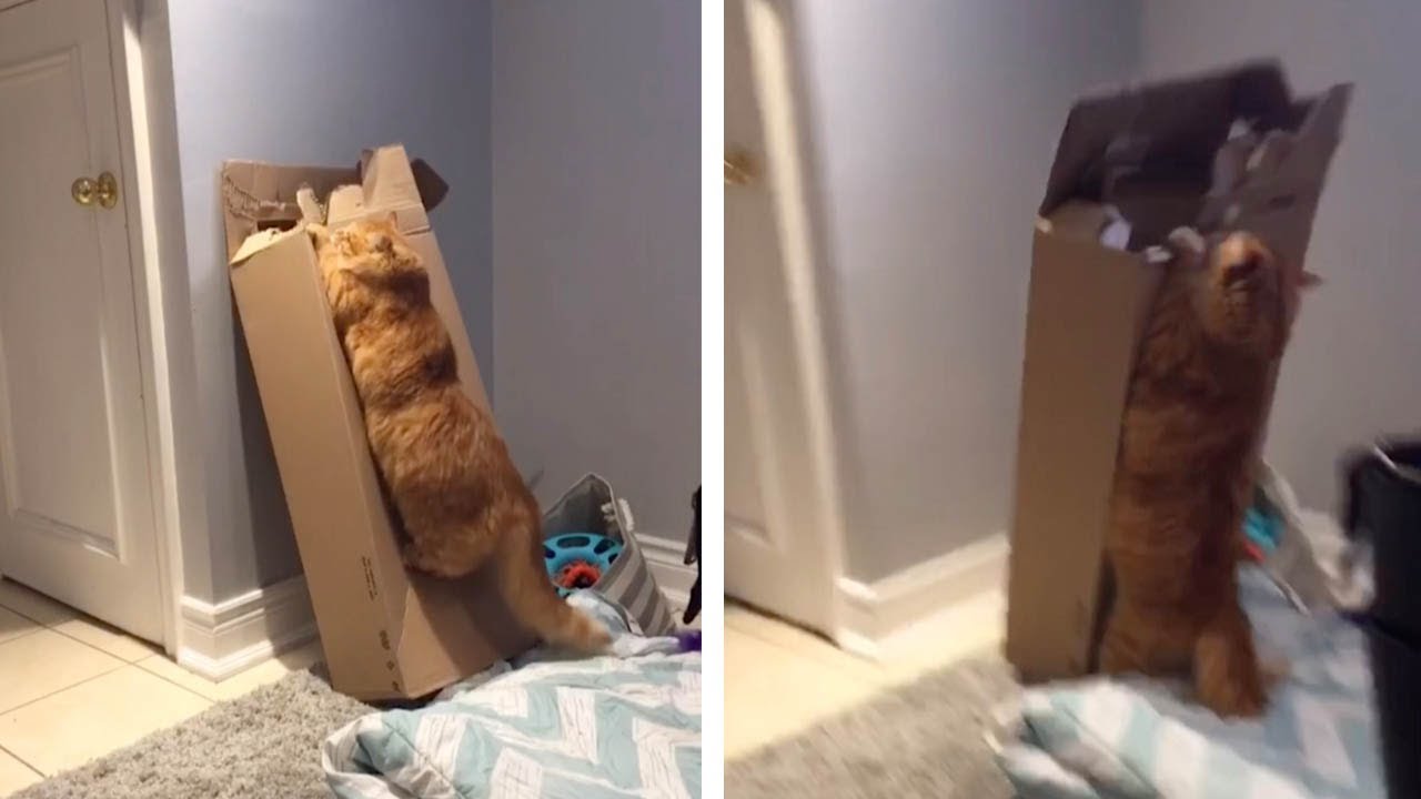 Cat Falls After Trying To Climb On Box - YouTube