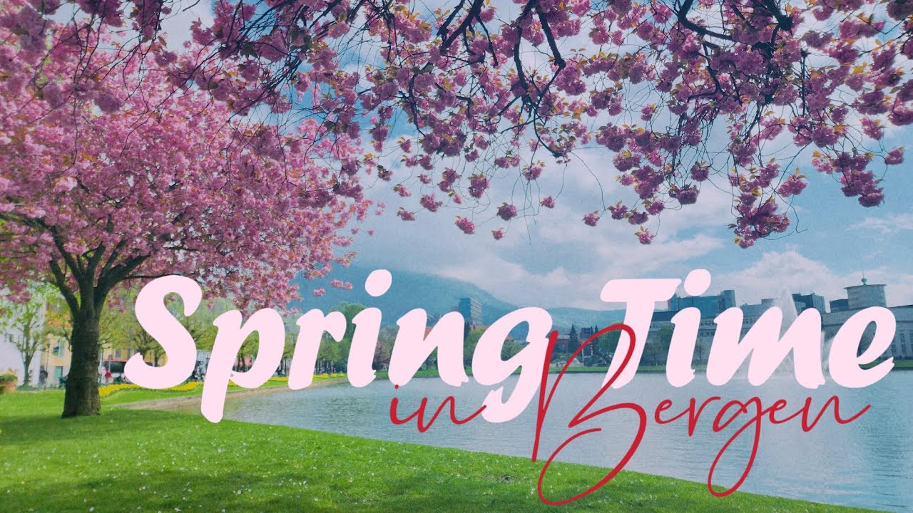 Cherry Blossoms in Bergen | Spring Time in Bergen | John Wick The Chow ...