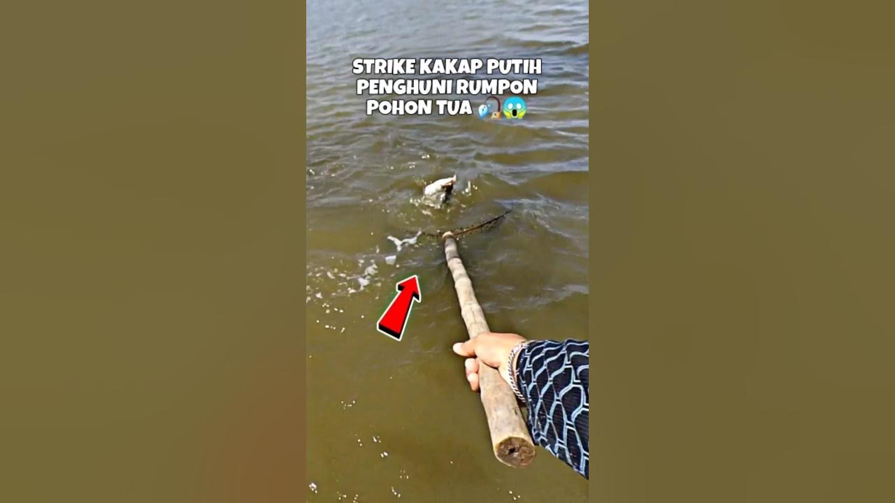 PENARIKAN KAKAP PUTIH PENGHUNI RUMPON POHON TUA 🎣😱 .. #fishing #shortvideo - YouTube