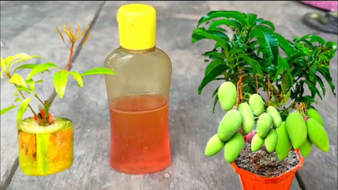 This Method Helps You Propagate Mango Trees From Cutting To Fruiting ...