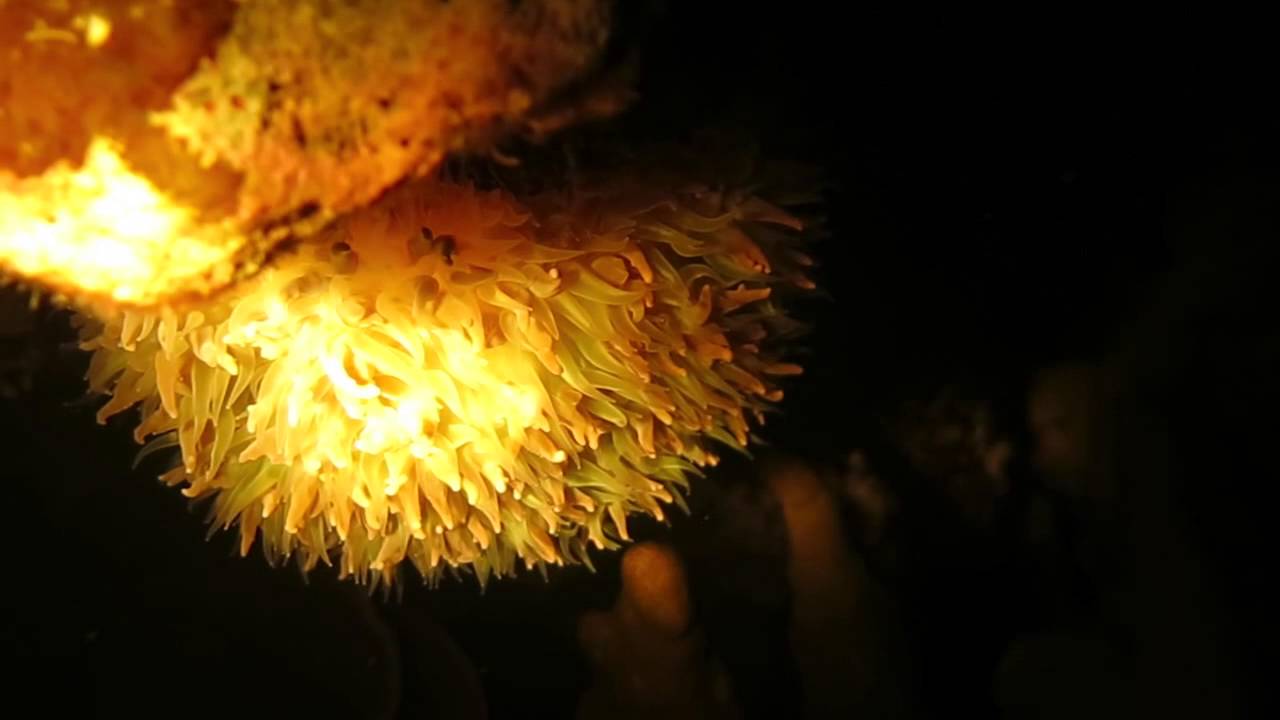 ITK IPB : Night Dive at Tarempa Anambas - YouTube